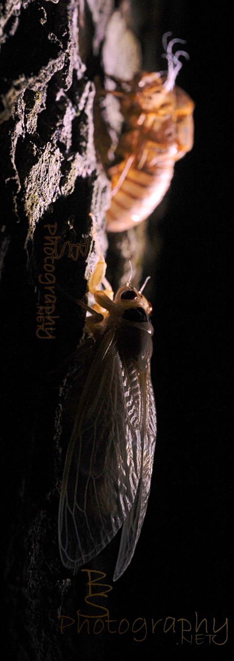 I've got no clever title, just a cool cicada image. - BS Photography